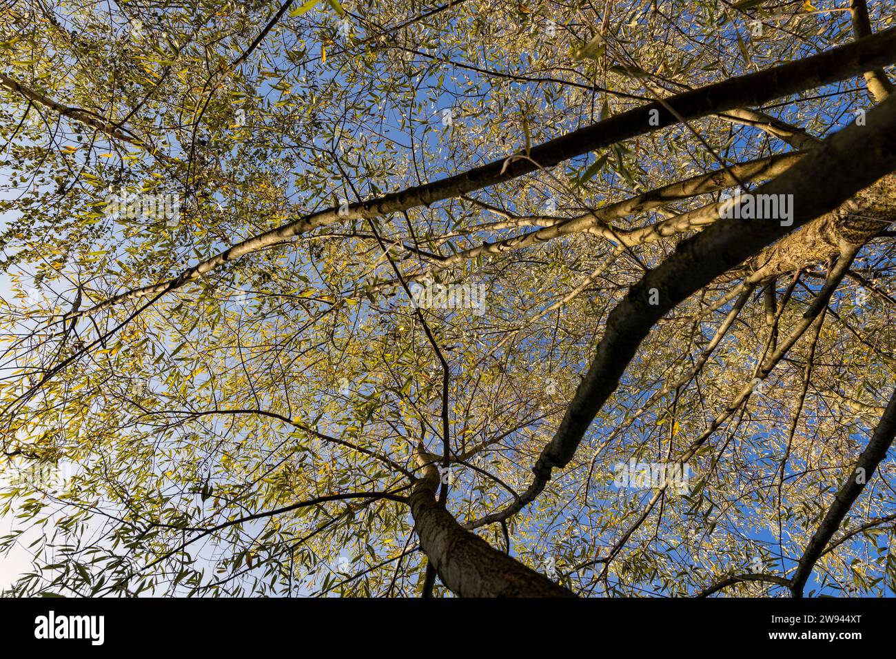 willow tree in the autumn season with foliage changing color, changing ...