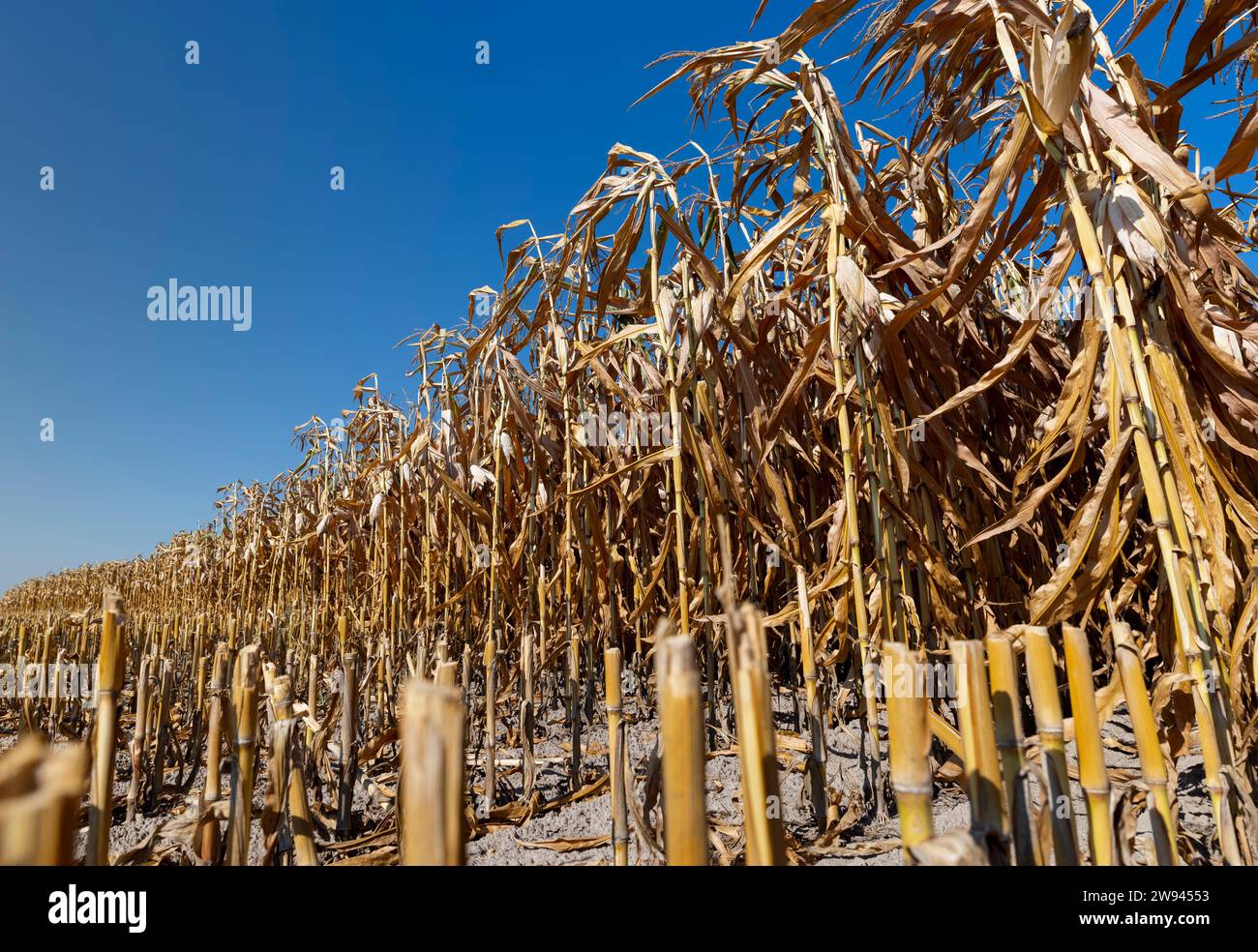golden ripe corn in sunny weather in the field, ripe dry corn during ...