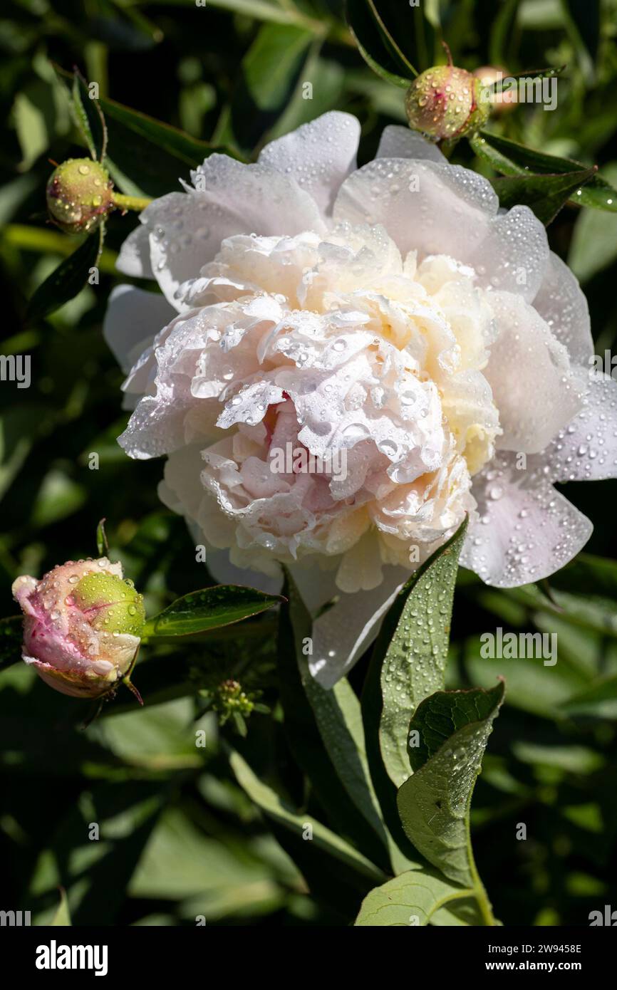 beautiful white peonies in summer, large white peonies covered with ...