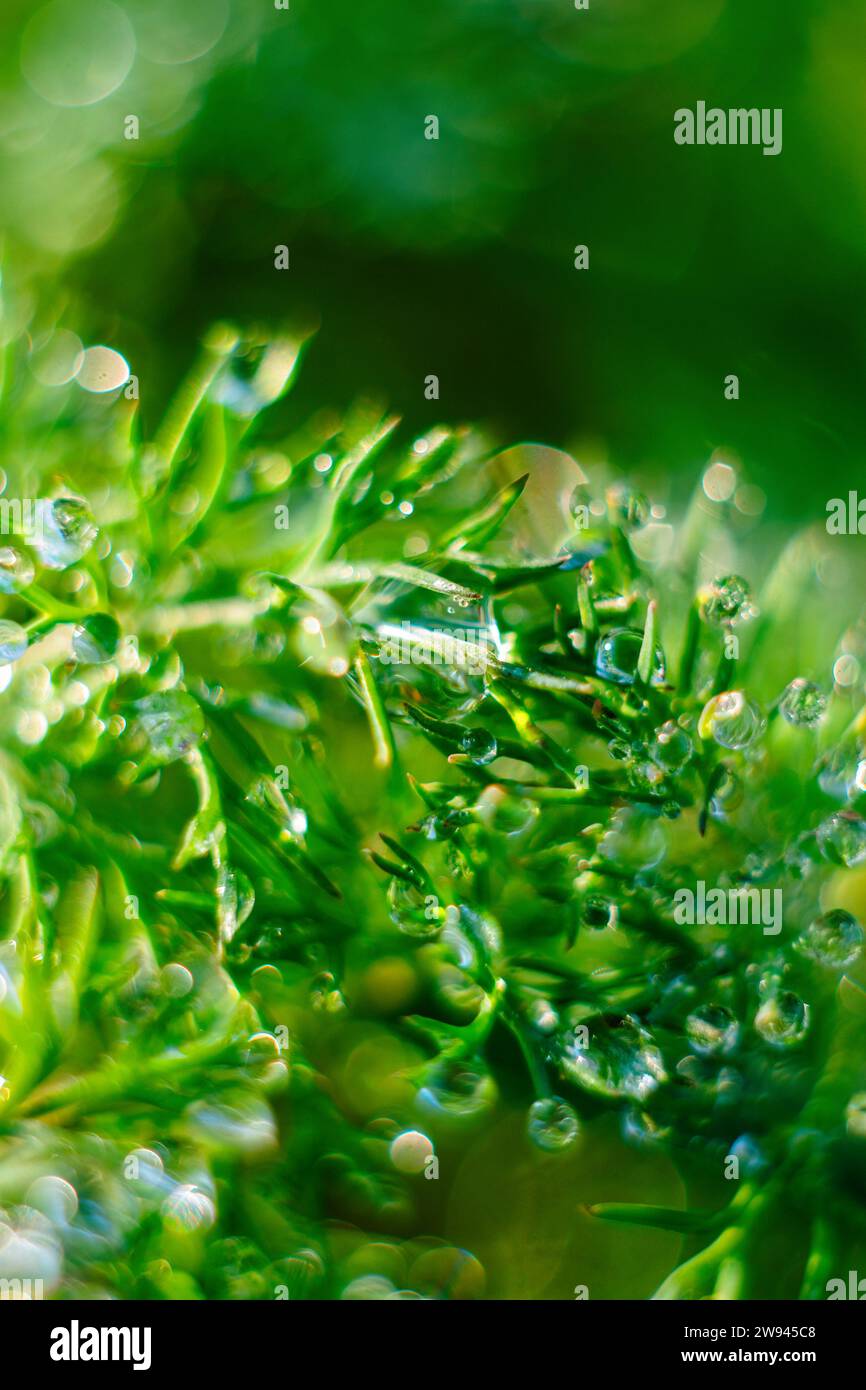 The early sun illuminates the dew drops on the green dill. background ...