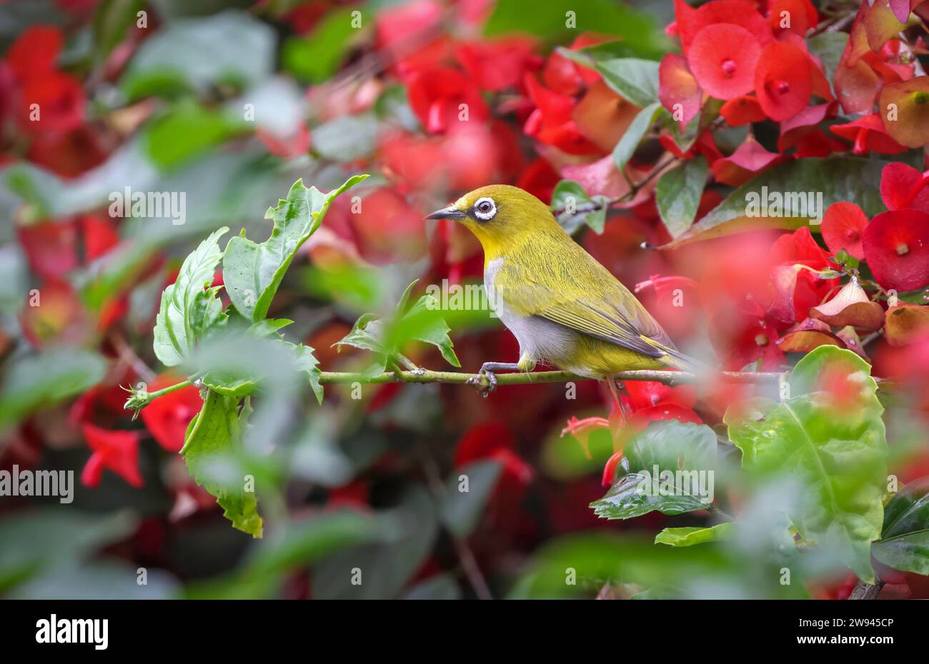 Indian white-eye (Zosterops palpebrosus), formerly the Oriental white ...