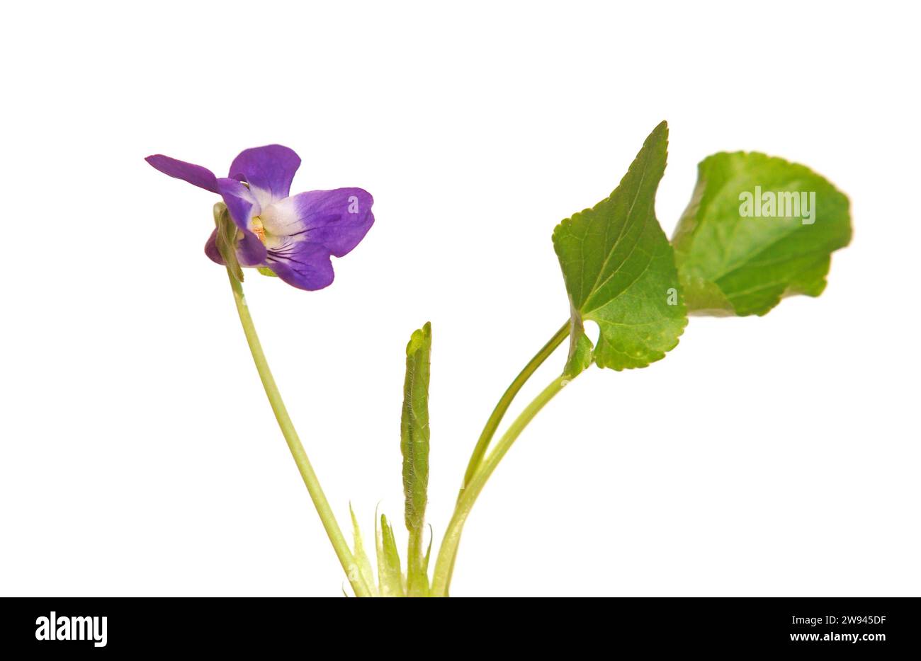 Spring flower of sweet violet isolated on white, Viola odorata Stock ...