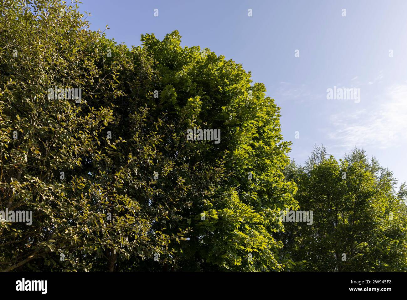 Deciduous trees with green foliage in summer, old trees with foliage in ...