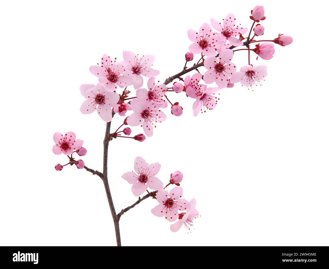Pink spring cherry blossom. Cherry tree branch with spring pink flowers isolated on white Stock ...