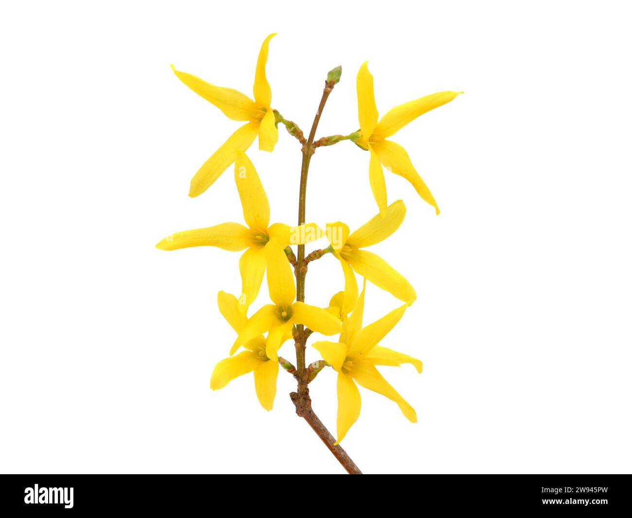 Yellow Forsythia flowers isolated on white, Forsythia europae Stock ...
