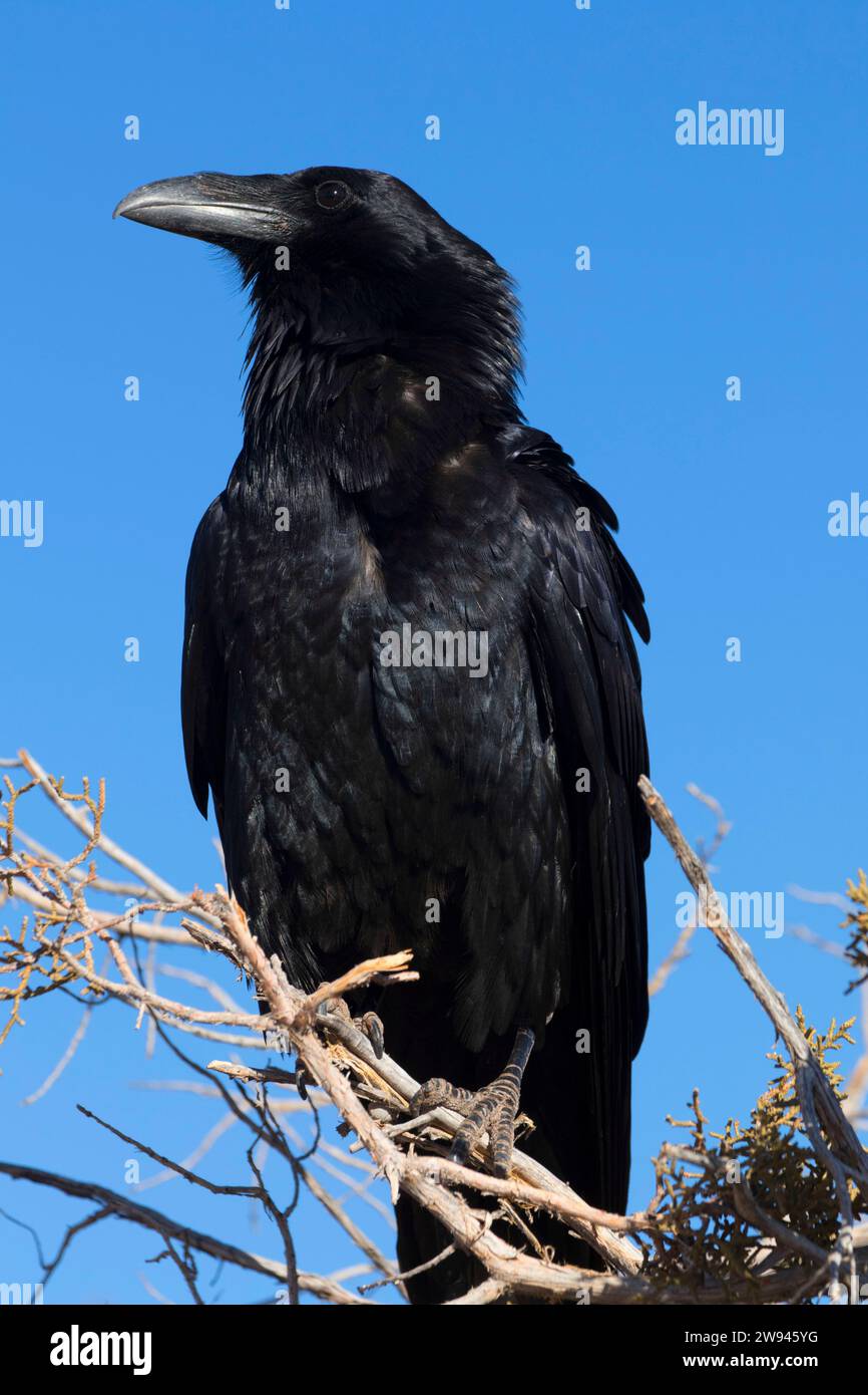 Raven, Arches National Park, Utah Stock Photo - Alamy