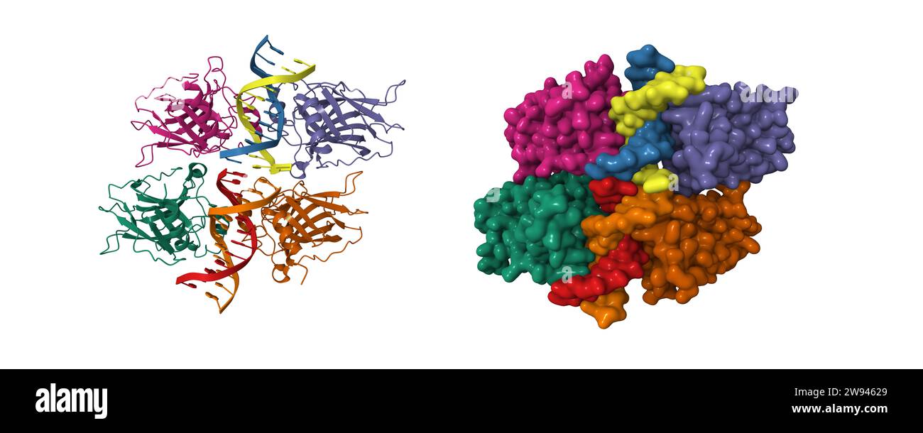Structure of p73 DNA binding domain complex with 12 bp DNA. 3D cartoon ...