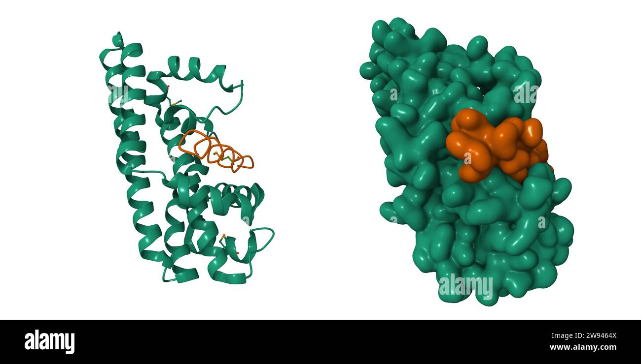Structure of the Helicobacter pylori CagA oncogene (green) bound to the ...