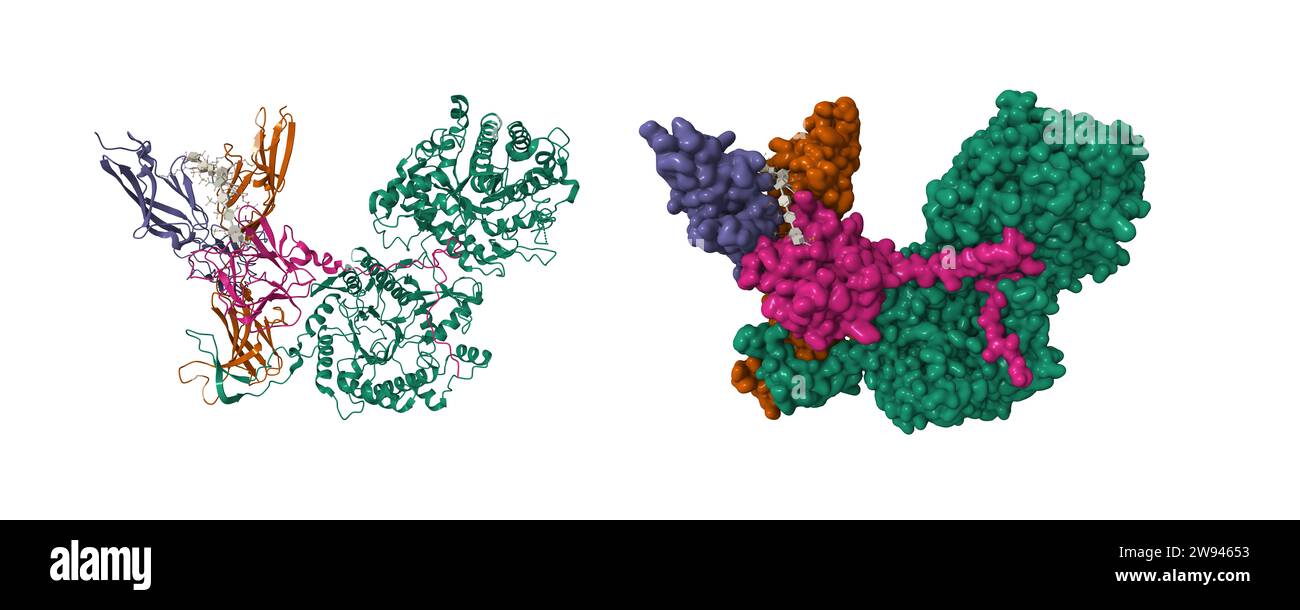Cryo-EM structure of FGF23(pink)-FGFR3c-aKlotho(green)-HS quaternary ...