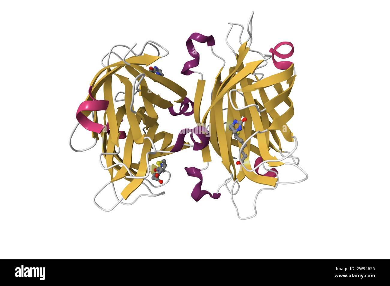 Structure of biotin-streptavidin complex. 3D cartoon modell, PDB 1stp ...