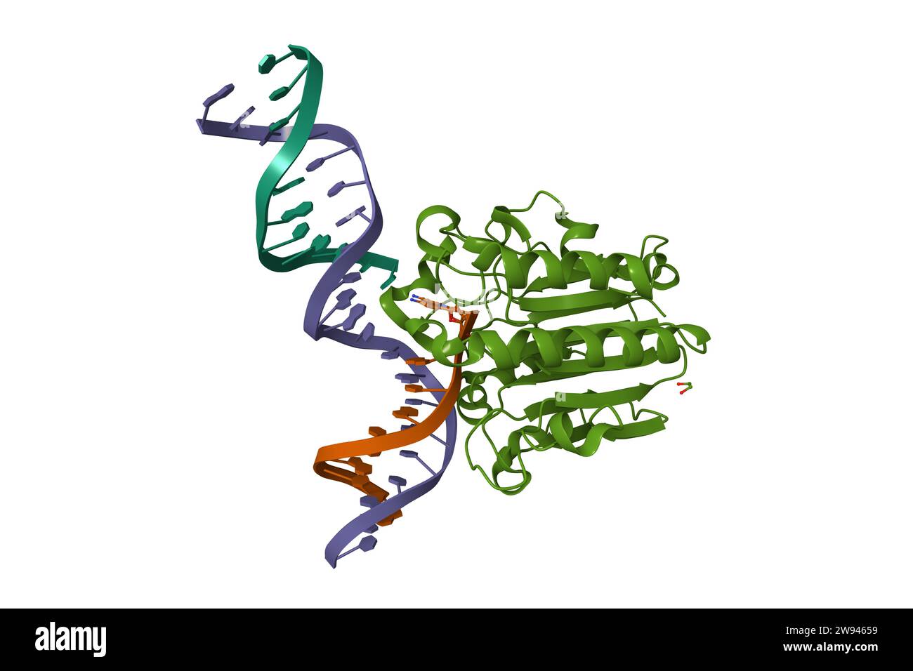 Human apurinic-apyrimidinic (AP) endonuclease 1 (APE1) exonuclease ...