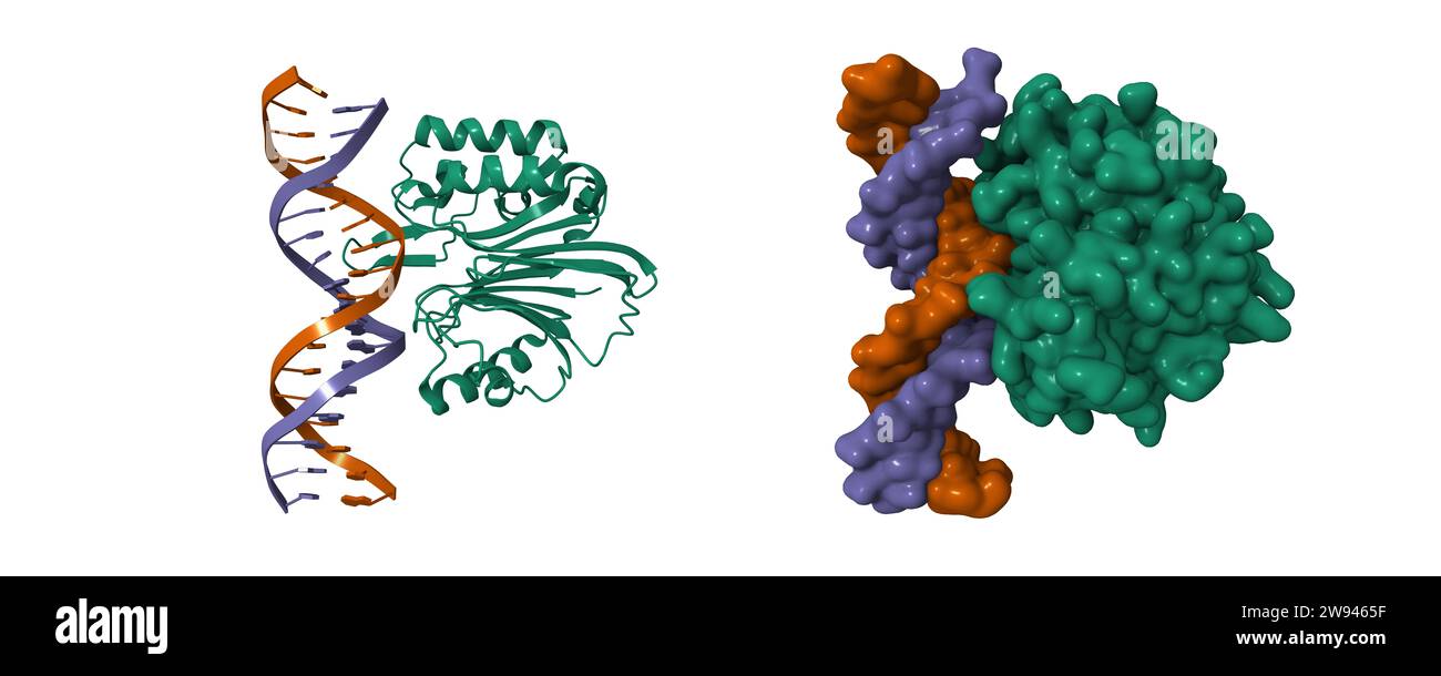 LINE-1 endonuclease domain complex with DNA. 3D cartoon and Gaussian ...