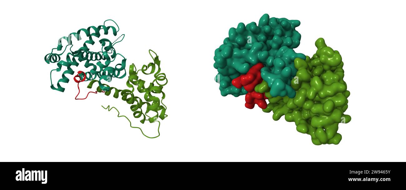 Crystal structure of the retinoblastoma tumour suppressor protein ...