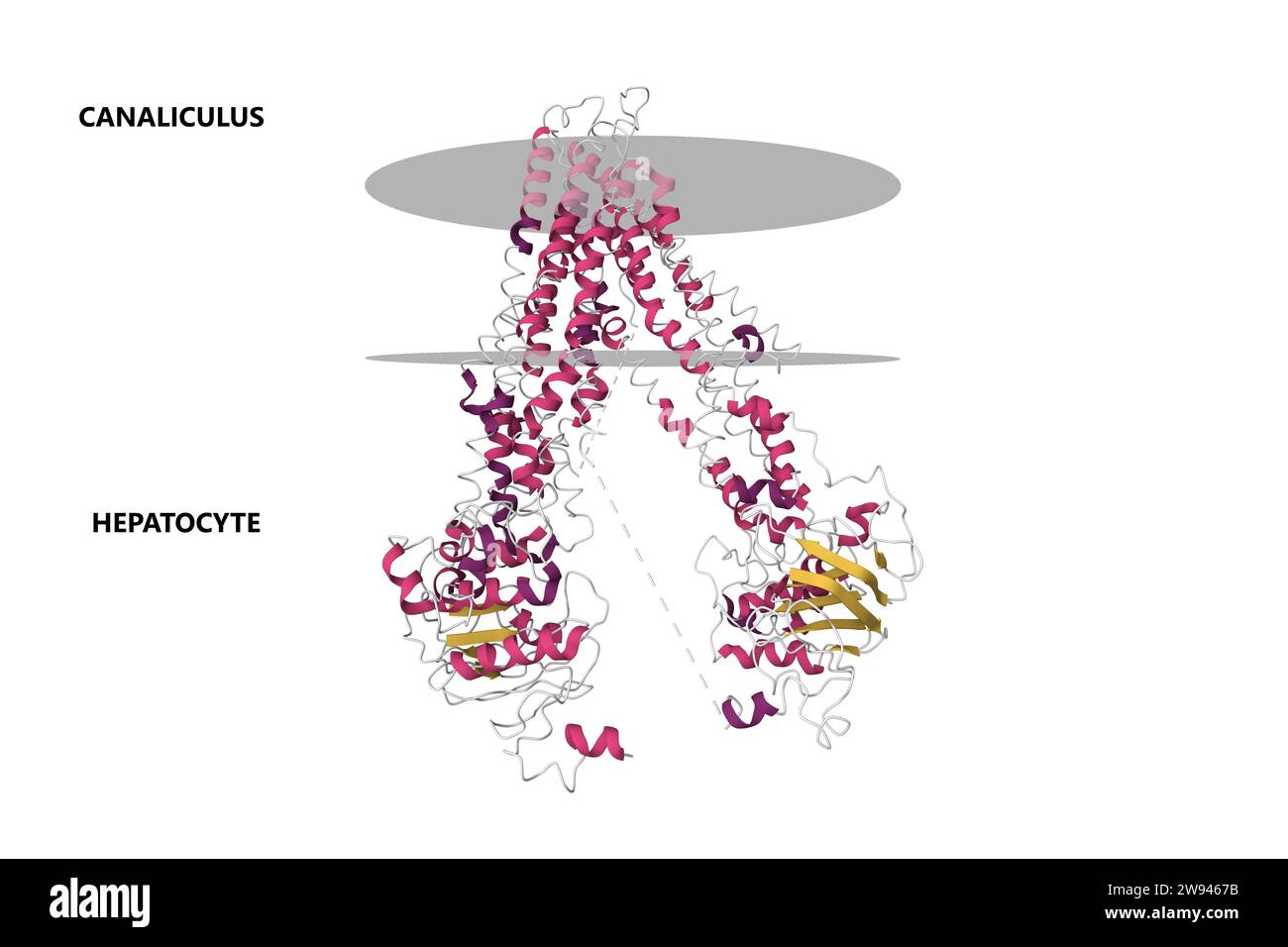 Structure of human bile salt exporter ABCB11. 3D cartoon model ...
