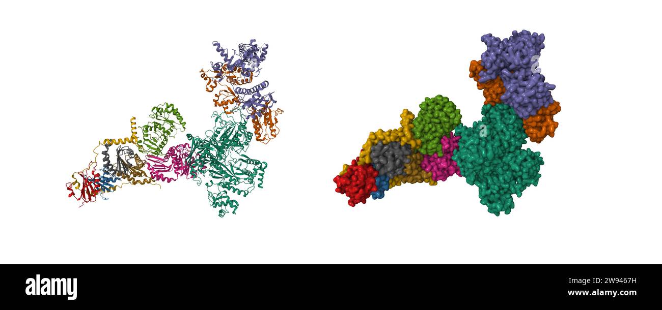 Cryo-EM structure of the human GATOR1-Rag-Ragulator complex 3D cartoon ... Cryo-EM structure of the human GATOR1-Rag-Ragulator complex 3D cartoon ...