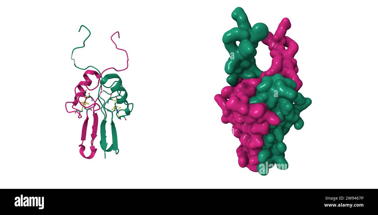 Crystal structure of mitoNEET. 3D cartoon and Gaussian surface models ...