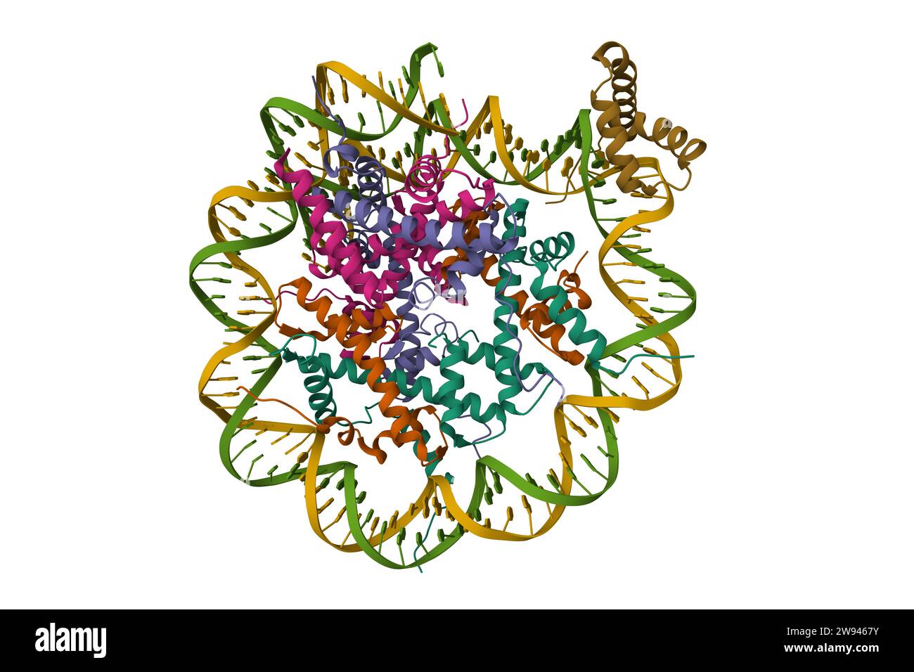 Structure human sox2 light hi-res stock photography and images - Alamy