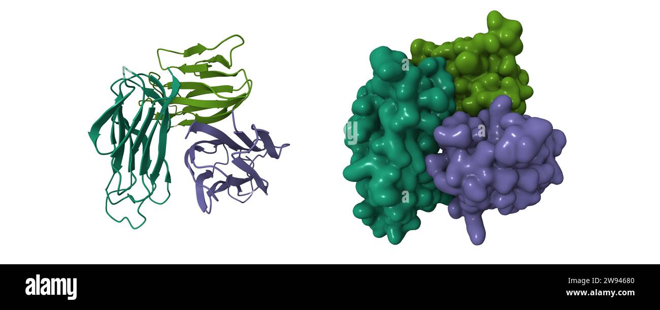 Crystal structure of human glucocorticoid-induced TNF receptor ligand ...