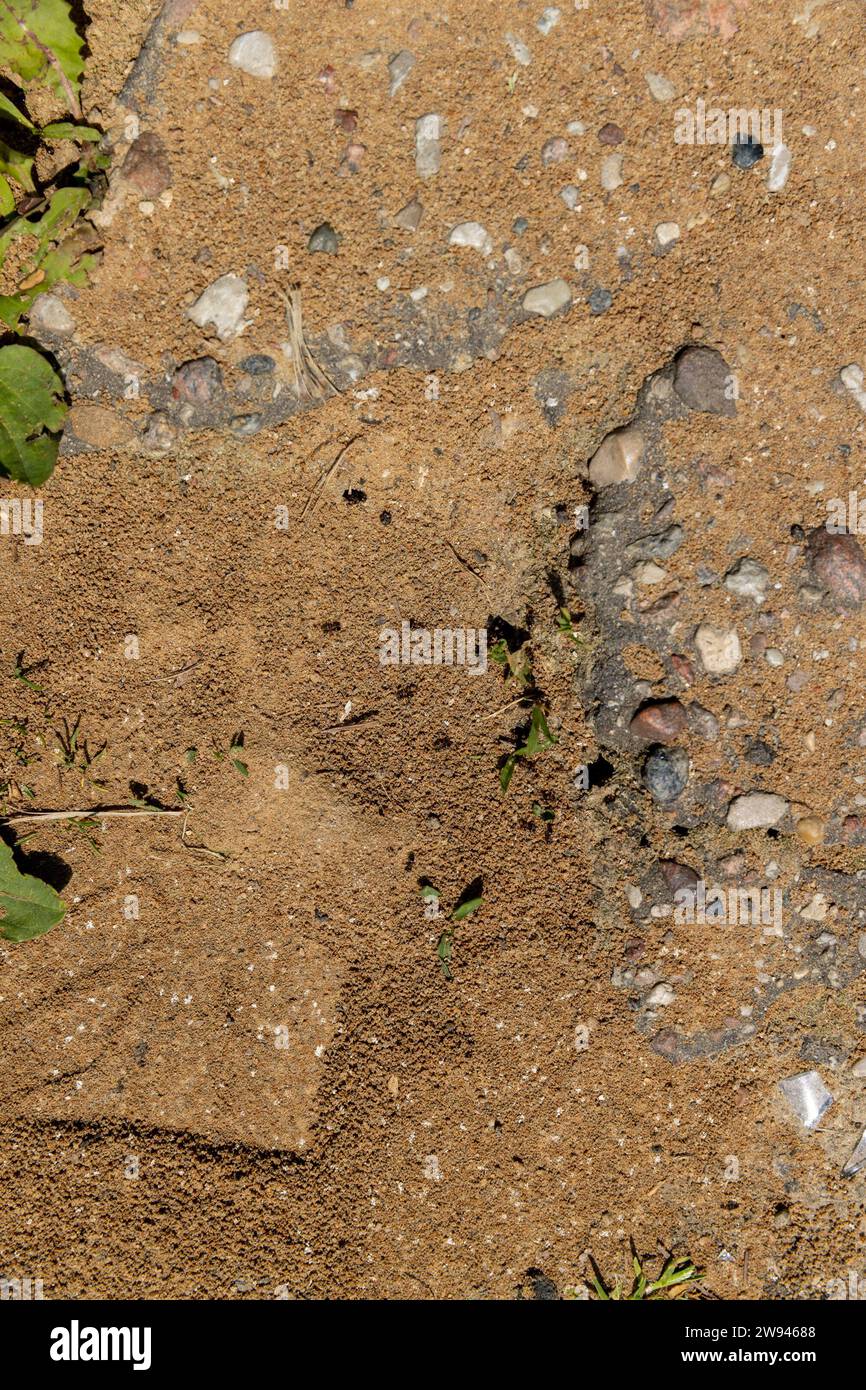 little black ants running at the entrance to the anthill, ants running ...