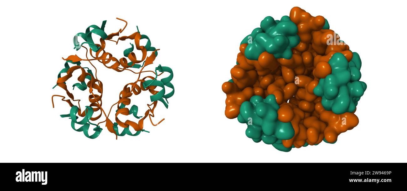 Structure of native human insulin oligomer. 3D cartoon and Gaussian ...