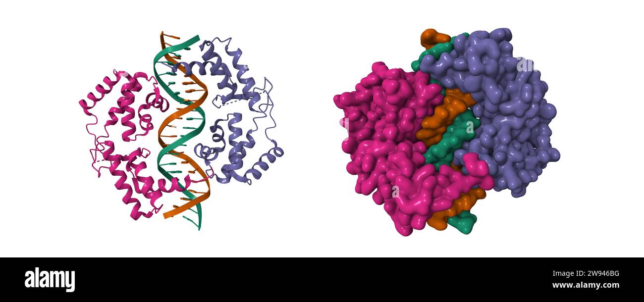 Structure of hepatocyte nuclear factor 1a bound to DNA. 3D cartoon and ...