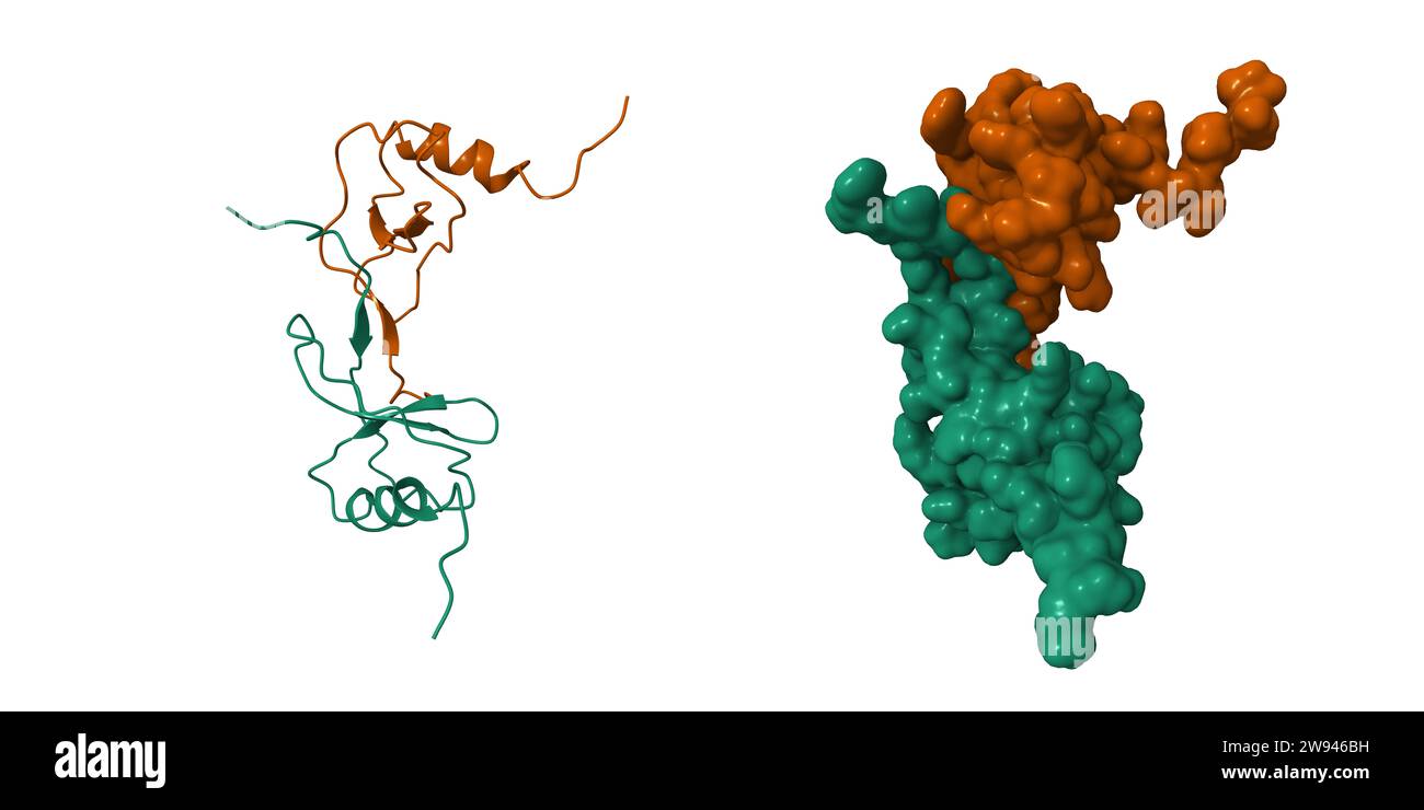 Structure of the monocyte chemoattractant protein-1 (MCP-1) dimer. 3D ...