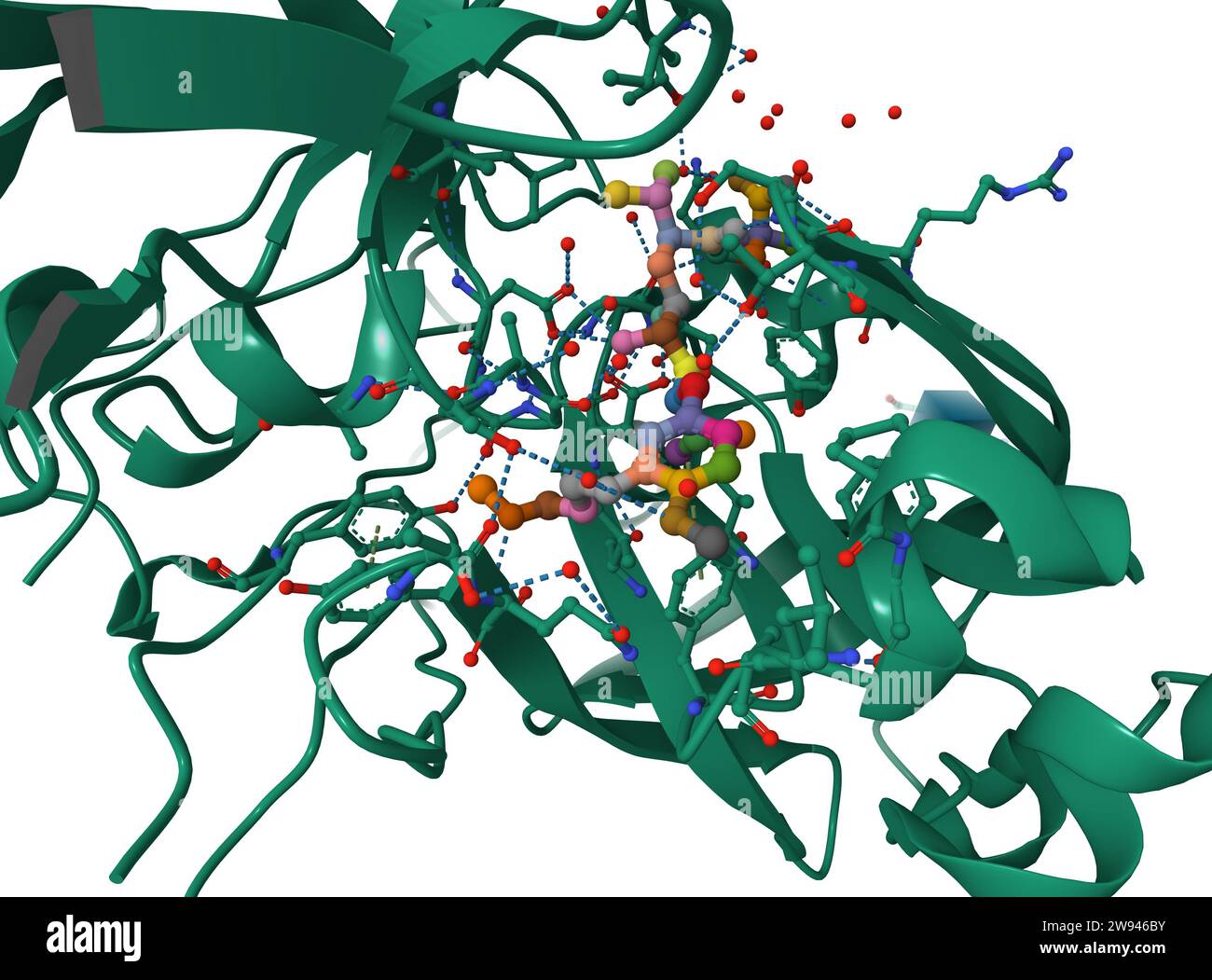 Crystal structure of renin active center with inhibitor aliskiren bound ...