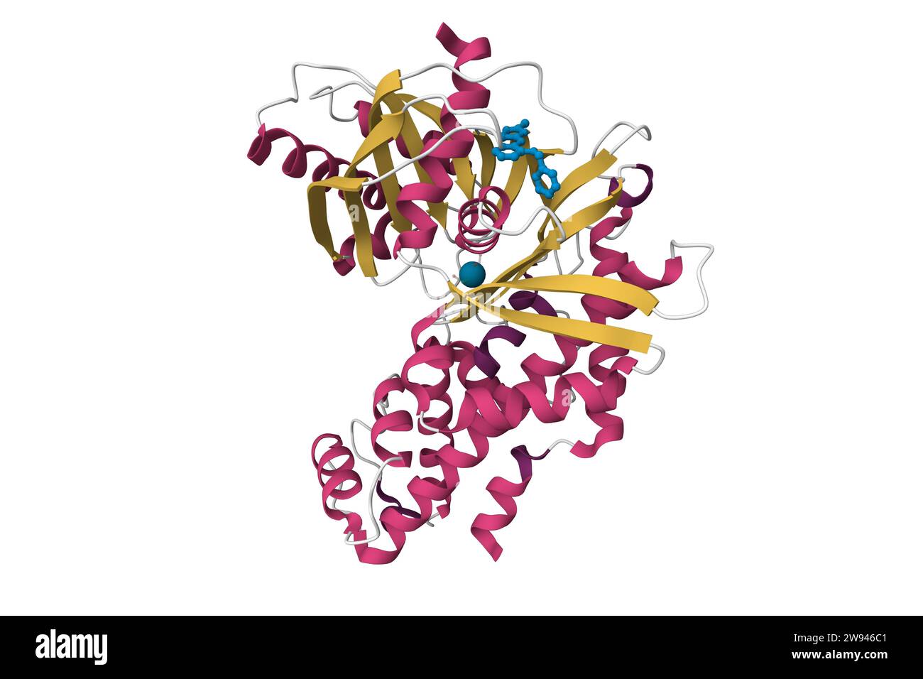 Human glucokinase in complex with novel amino thiazole activator. 3D ...