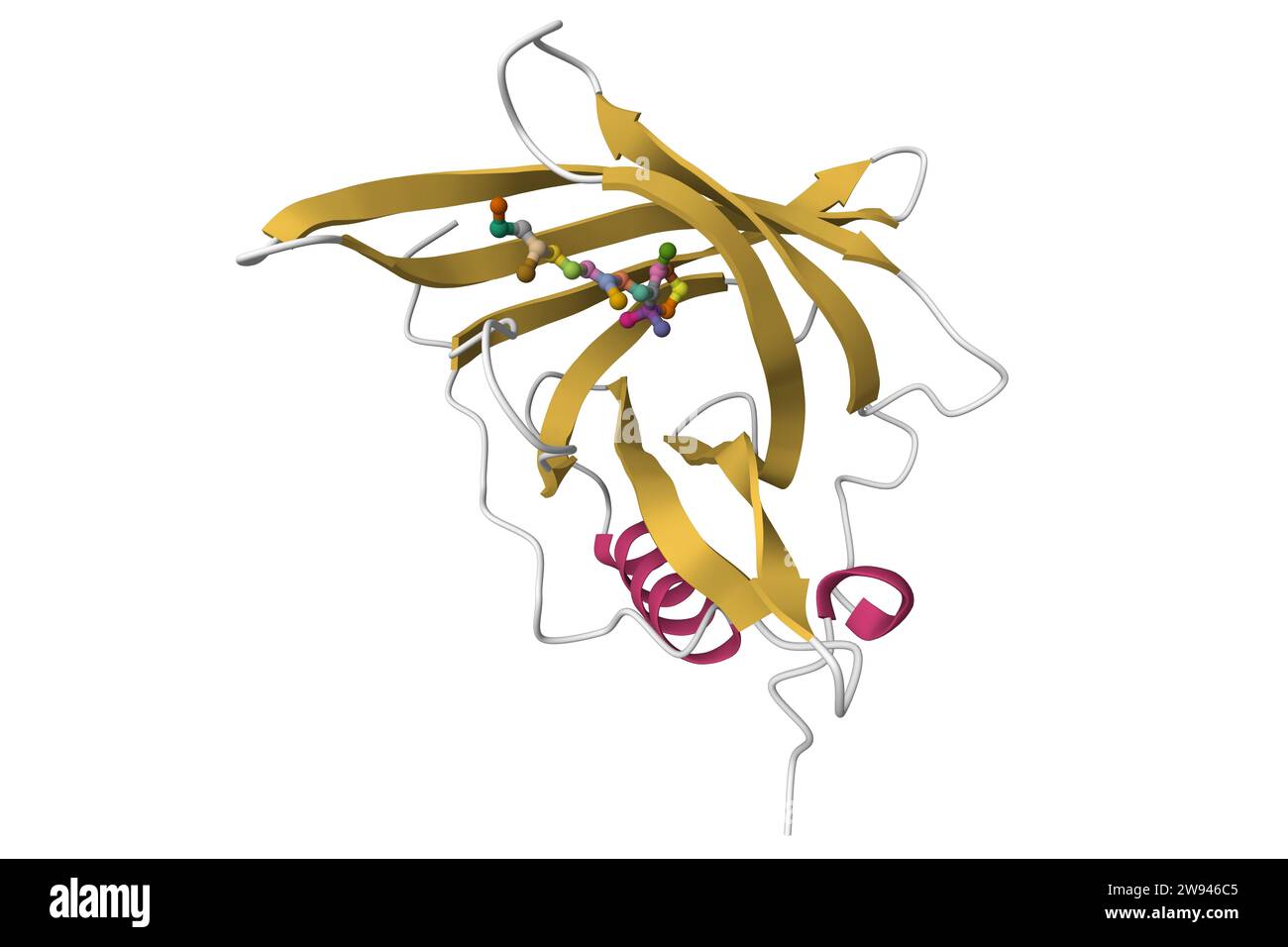 Structure of the human plasma retinol-binding protein with retinol ... Structure of the human plasma retinol-binding protein with retinol ...