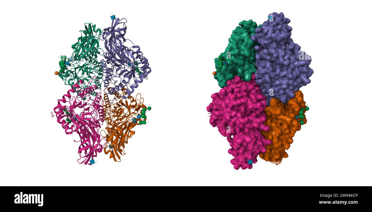 Structure Of Human Beta Glucuronidase 3d Cartoon And Gaussian Surface Models Pdb 3hn3 White