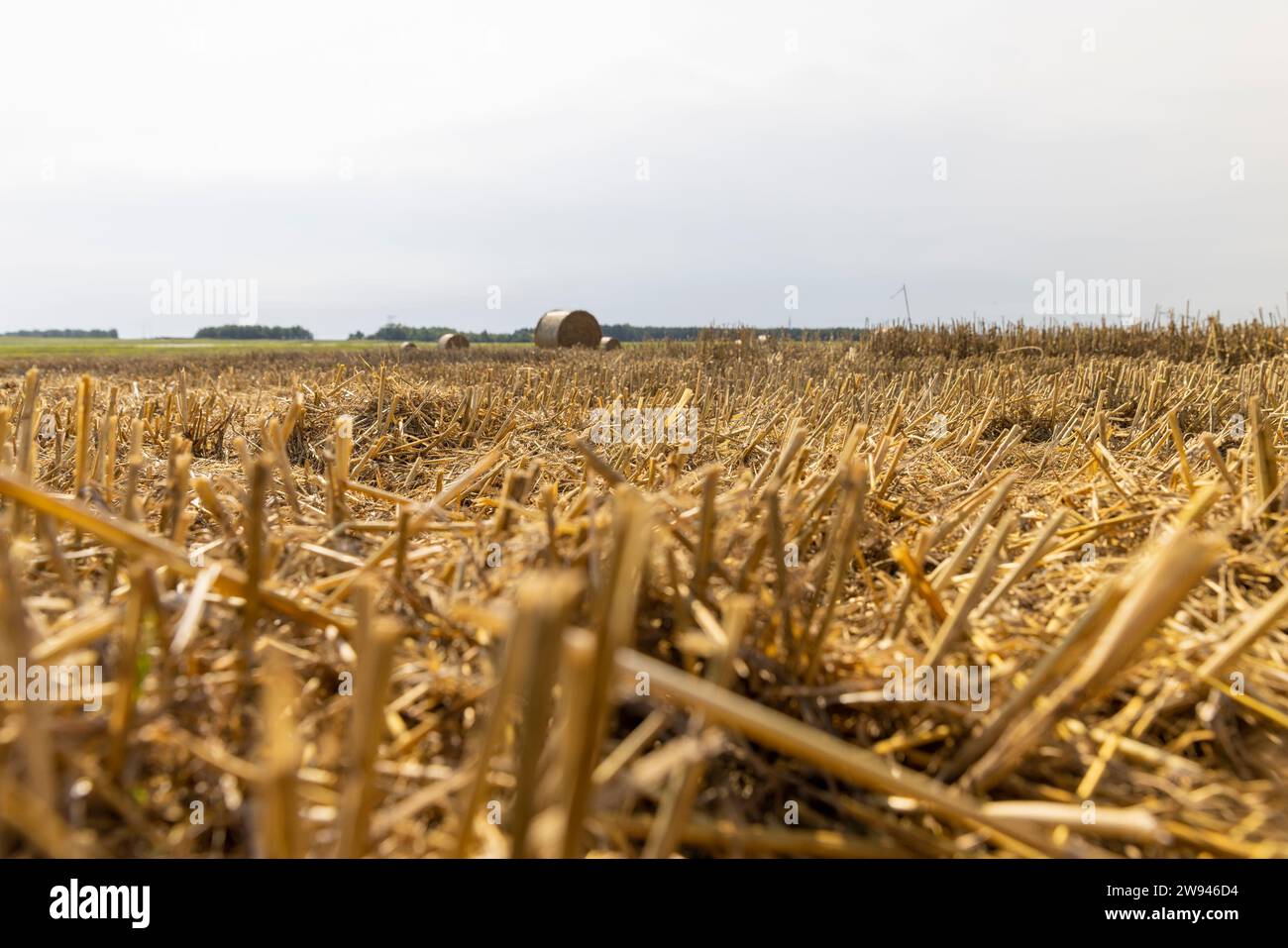 stubble that remains after the harvest of cereals, wheat golden and ...