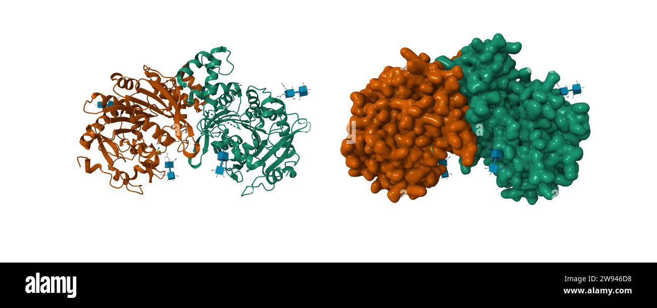 Apo protein hi-res stock photography and images - Alamy