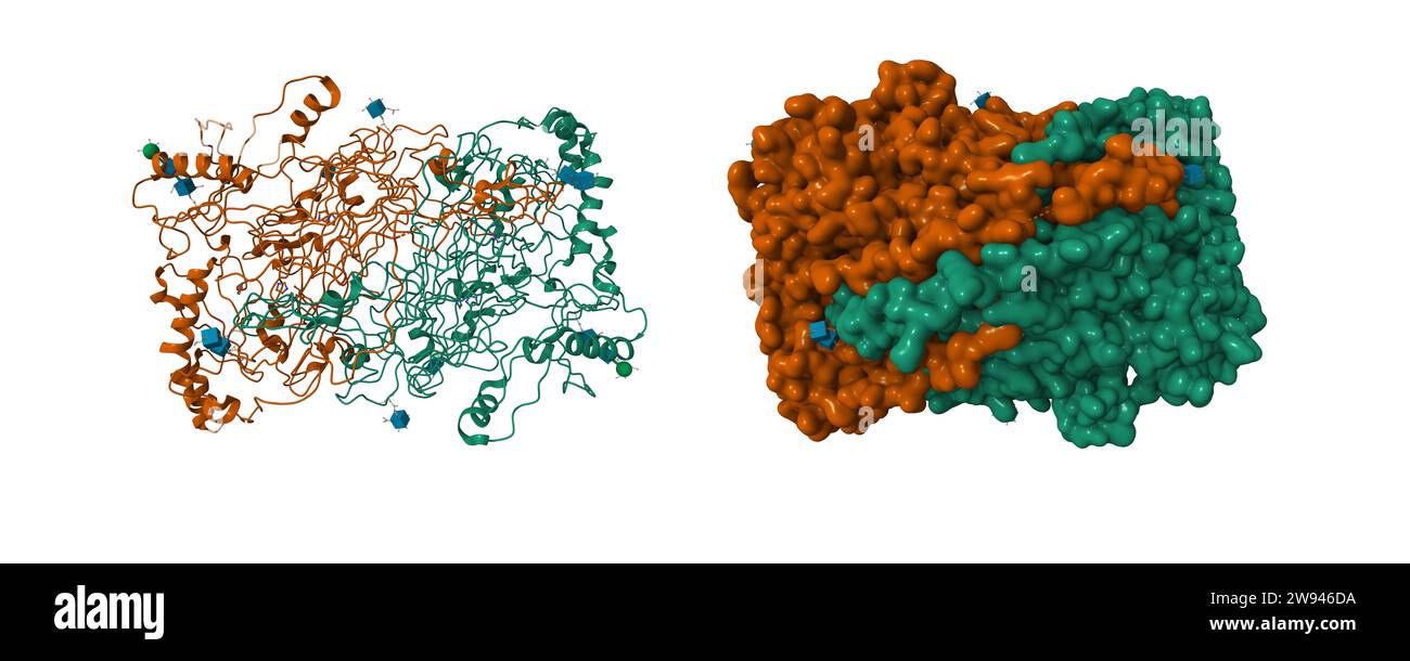 Native structure of soluble human primary amine oxidase AOC3. 3D ...