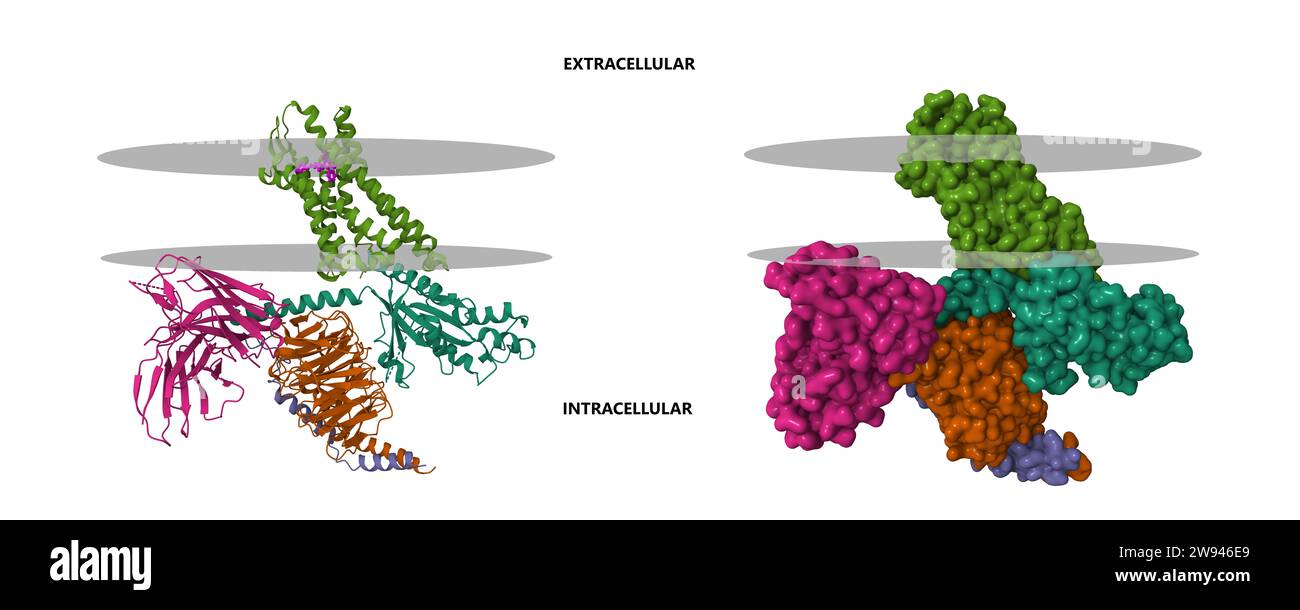 Structure of mu-opioid receptor (light green) - Gi protein complex ...