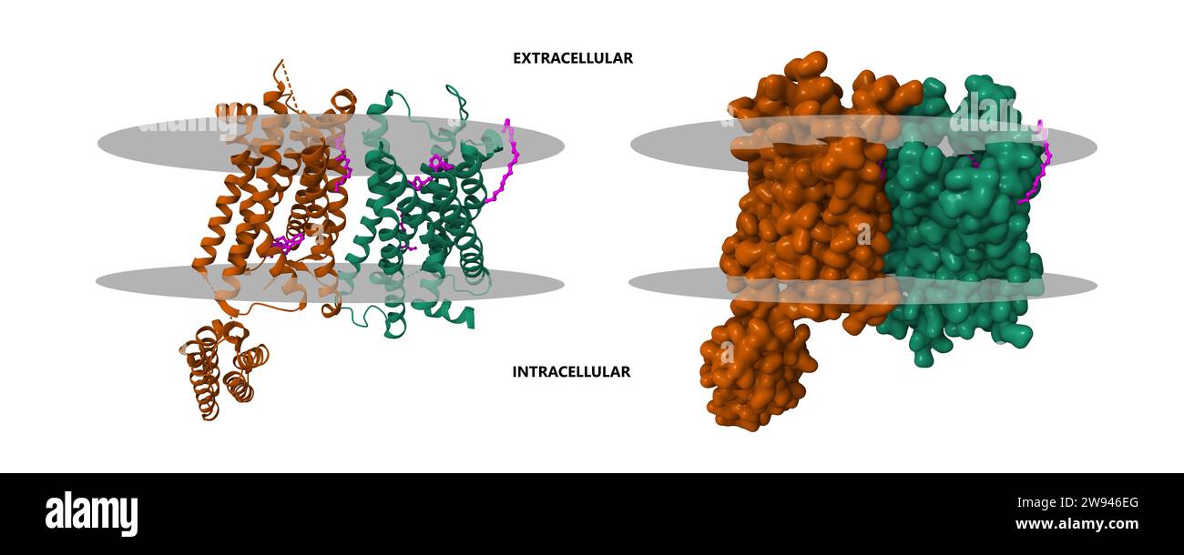 Opioid antagonist hi-res stock photography and images - Alamy