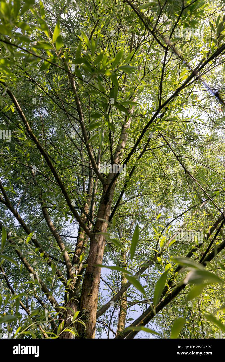 Silver willow hi-res stock photography and images - Alamy