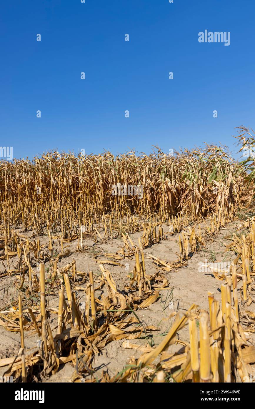 golden ripe corn in sunny weather in the field, ripe dry corn during ...