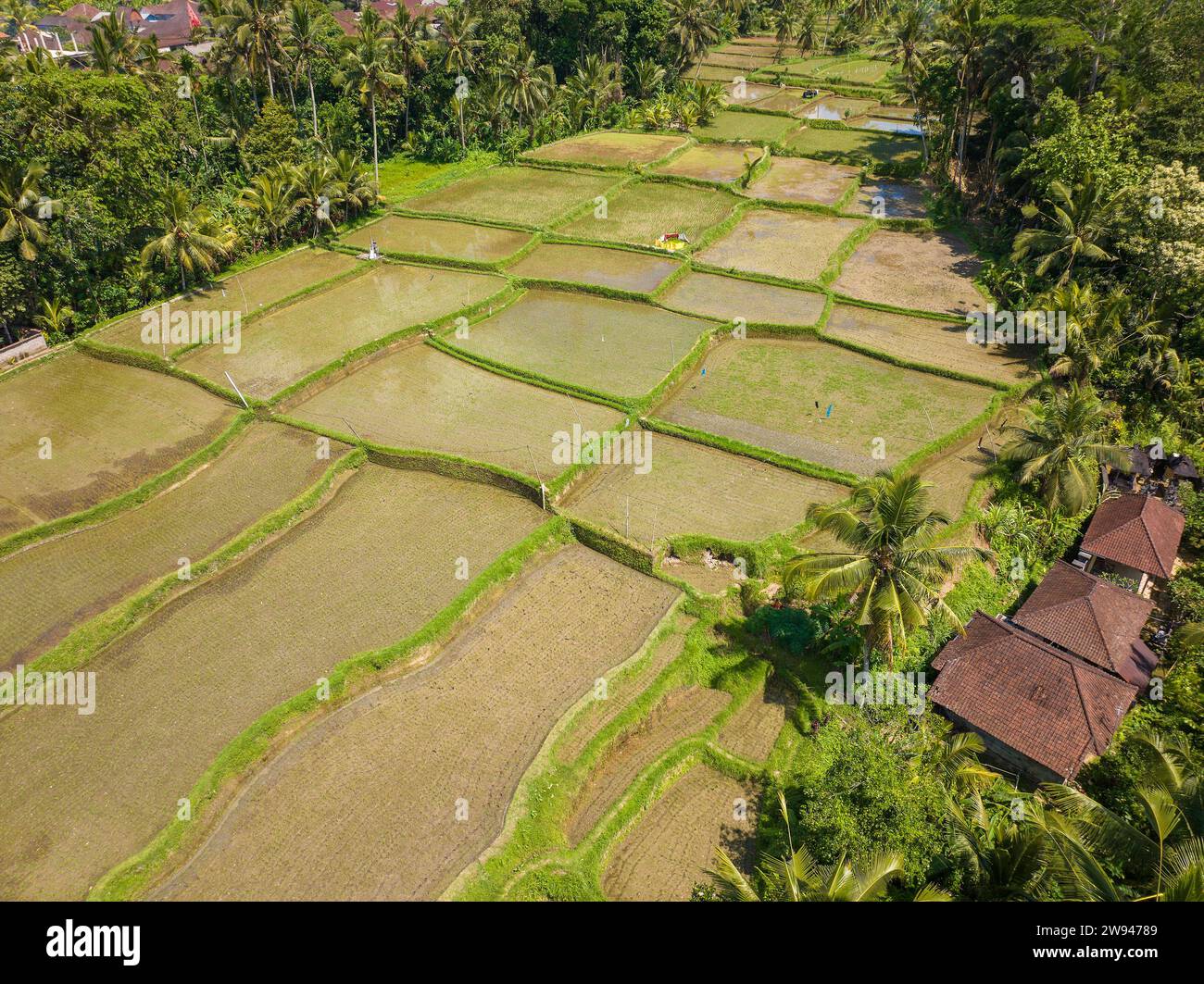 Aerial view of rice fields near Ubud, Bali, Indonesia Stock Photo - Alamy