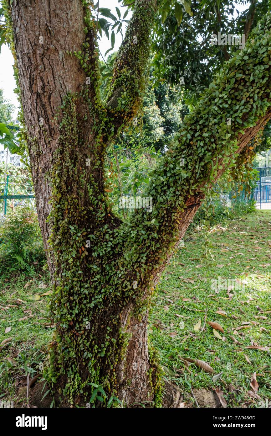 Green Leaves Growing on Tree Stock Photo - Alamy