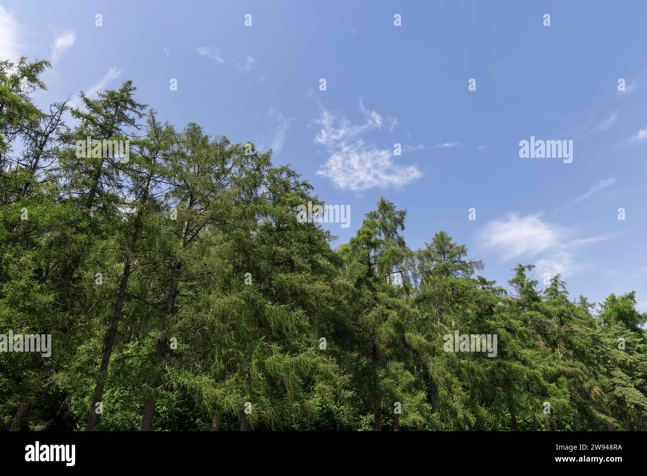 tall old fir trees with green needles, landscape with green fir trees ...