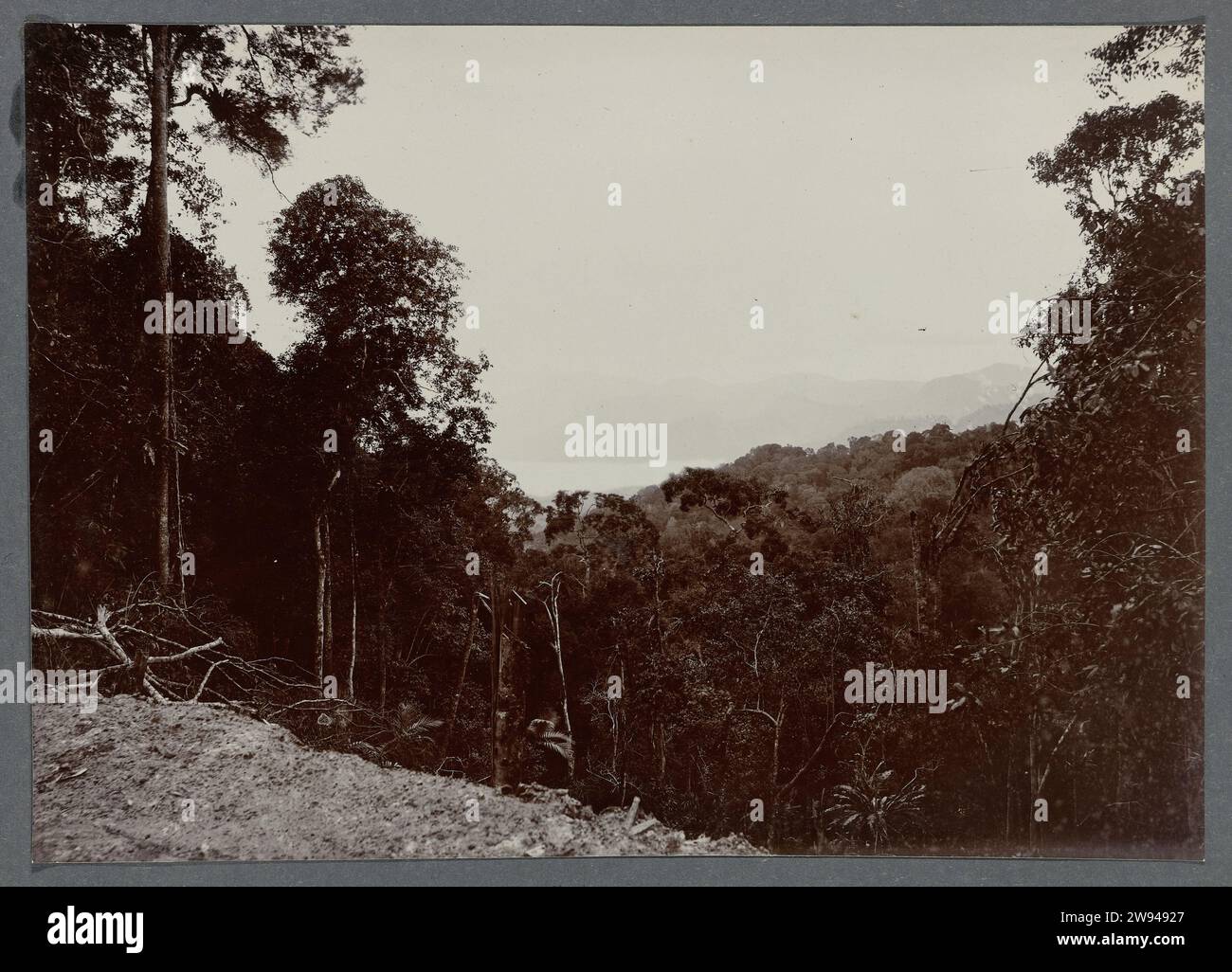 Face through trees to Lake Laut Tawar, 1903 - 1913 photograph Face ...