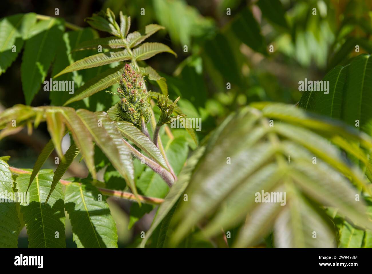 sumac tree with green foliage in windy weather, beautiful sumac tree in ...