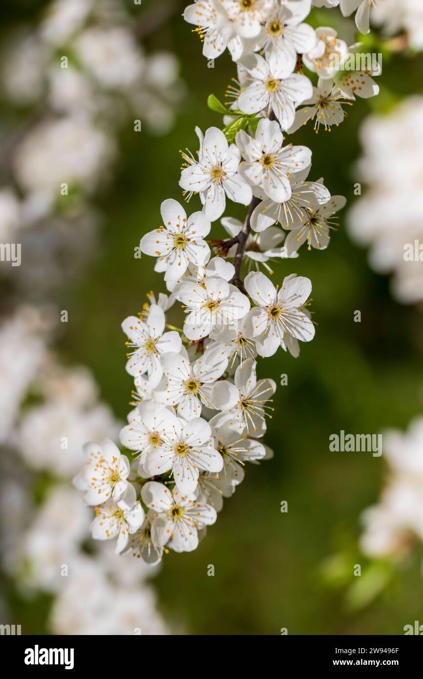 cherry blossoms in the orchard in spring, beautiful white flowers on ...