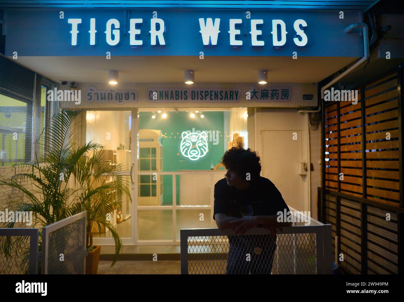 Tiger Weeds Din Daeng Bangkok Thailand Stock Photo - Alamy