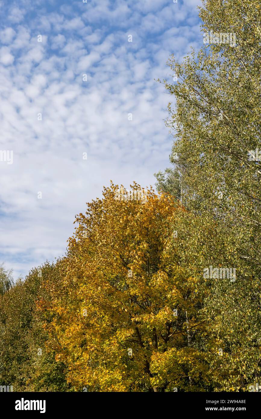 changing the color of foliage on birch trees in autumn weather, tall ...