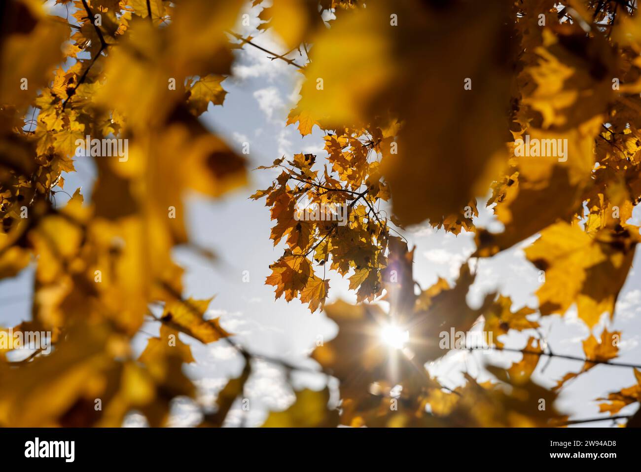 yellowing foliage on maples in autumn weather, maple tree during the ...