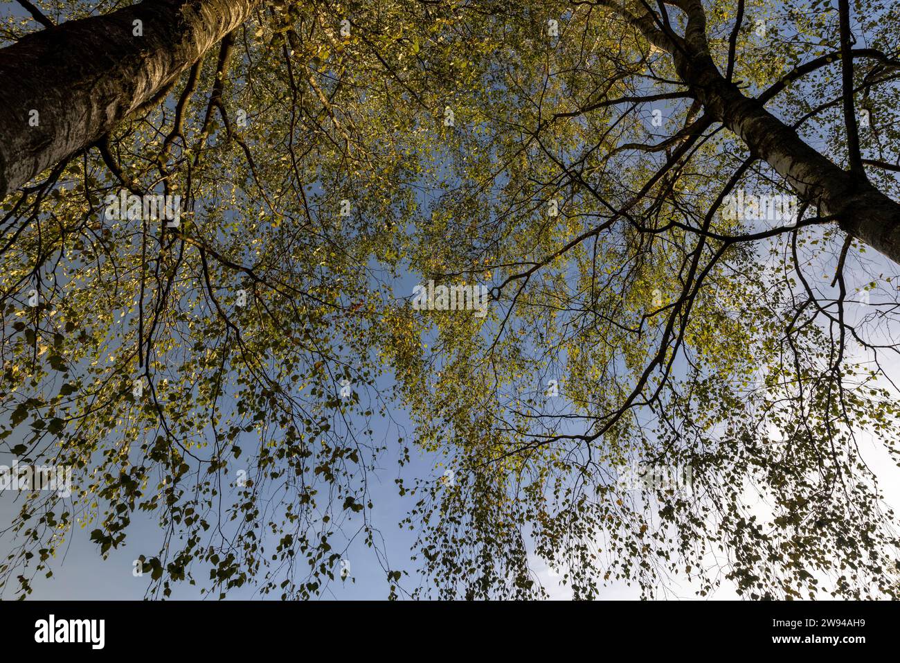 changing the color of foliage on birch trees in autumn weather, tall ...