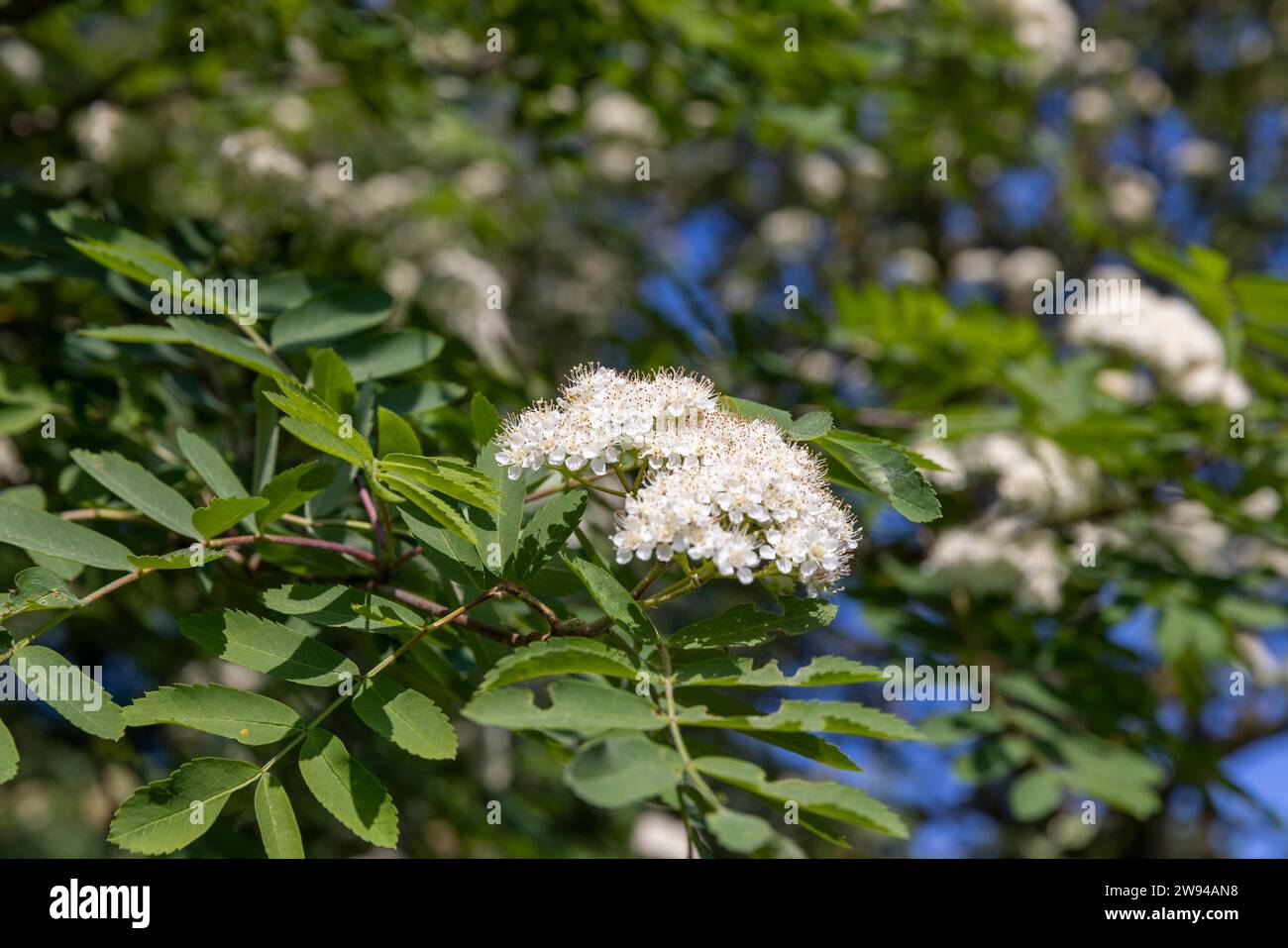 rowan trees during spring flowering , rowan flowers during flowering in ...