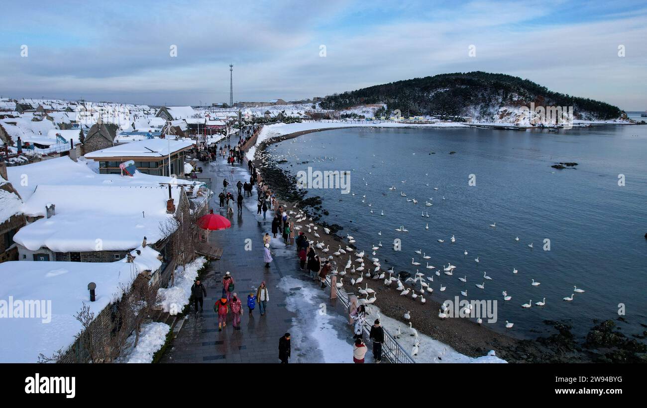 RONGCHENG, CHINA - DECEMBER 23, 2023 - Visitors view whooper swans at ...