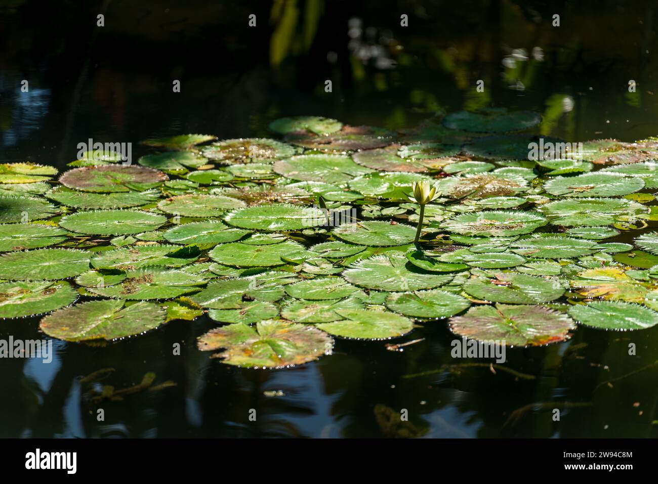 Giant Victoria Regia Leaves Floating Peacefully in a Pond Stock Photo ...